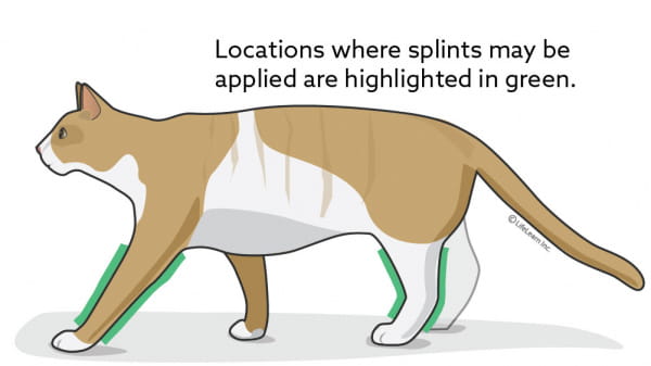 Cat Back Leg Injury Symptoms Jame Vo
