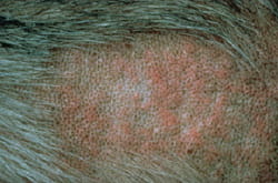 allergy-general-in-dogs | VCA Animal Hospital