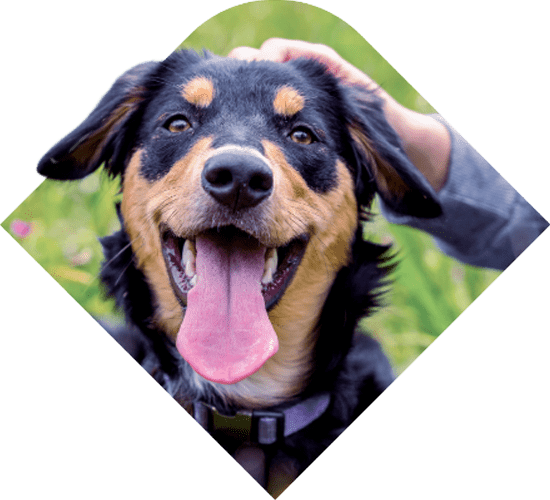 Dermatology in Cats & Dogs