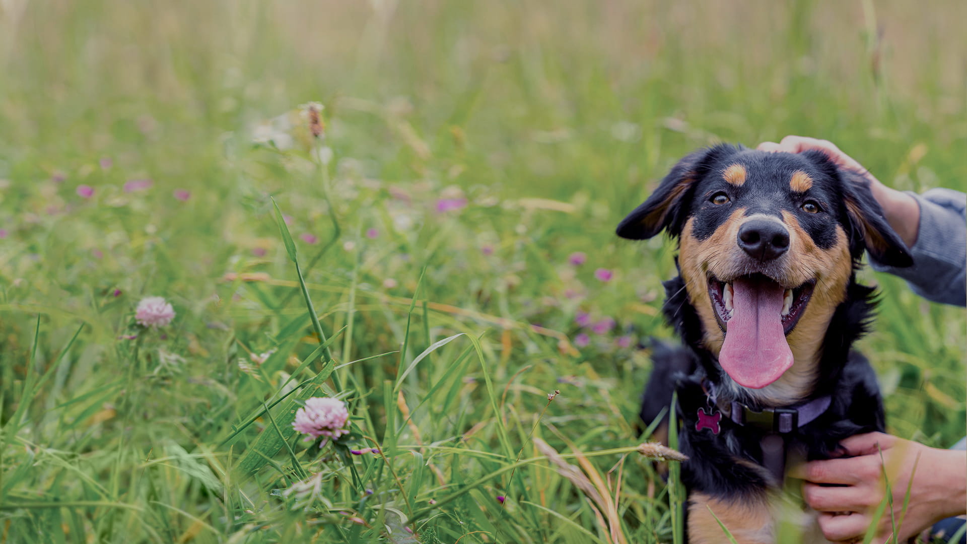 Shop myVCA | VCA Animal Hospitals