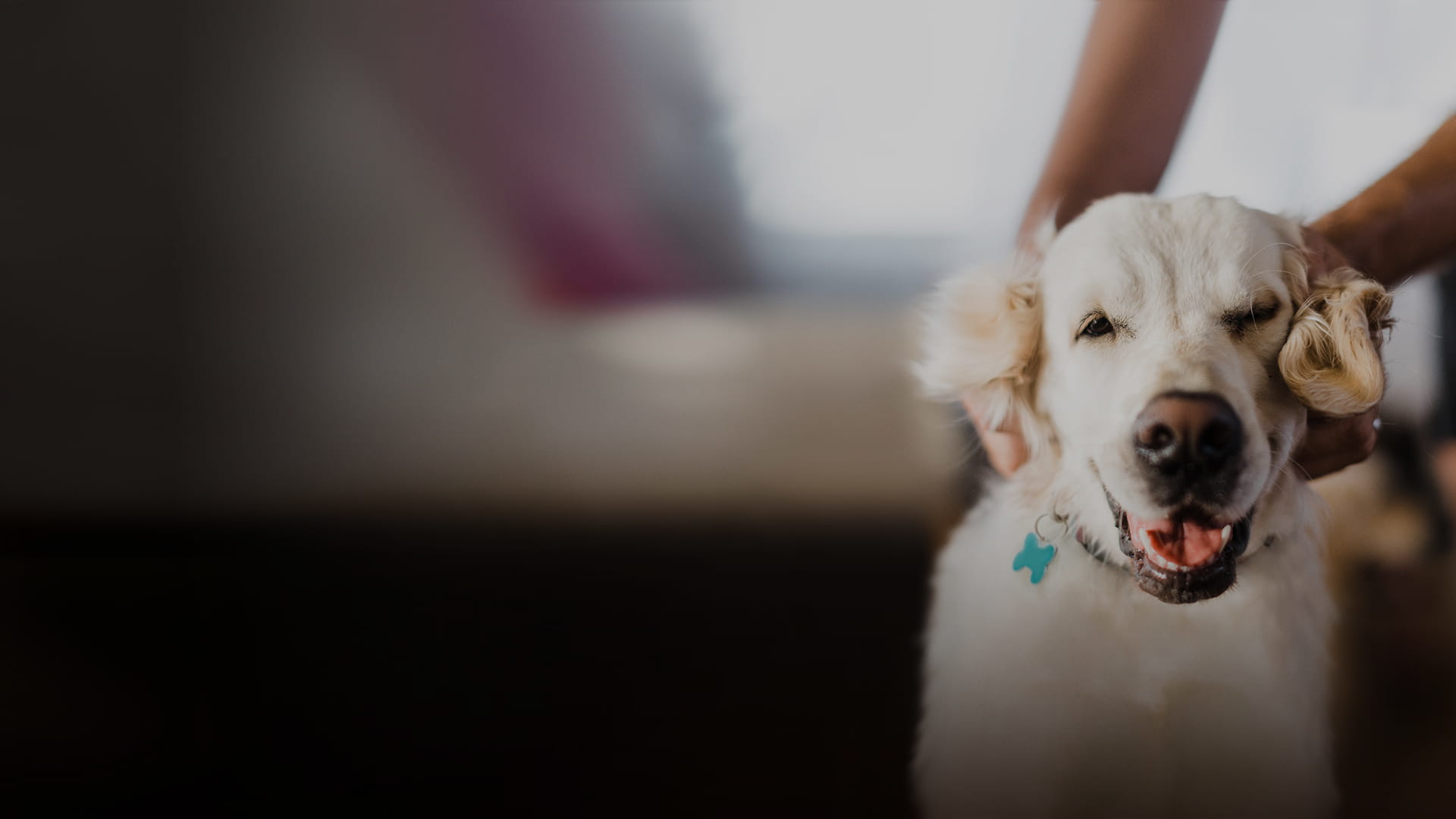 Shop myVCA | VCA Animal Hospitals