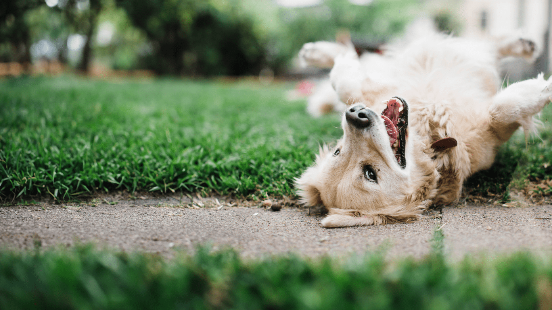 Shop myVCA | VCA Animal Hospitals