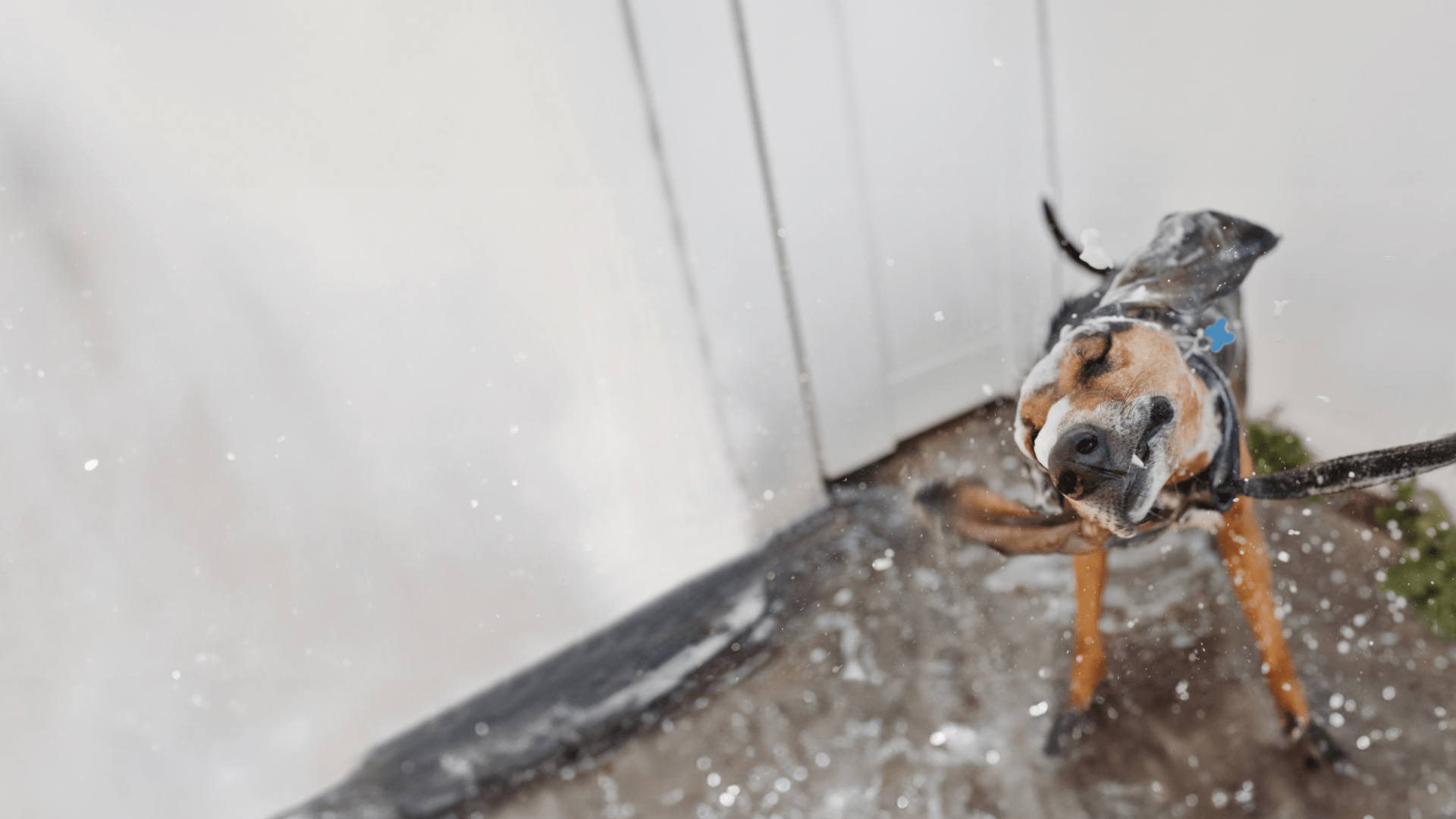 Shop myVCA | VCA Animal Hospitals