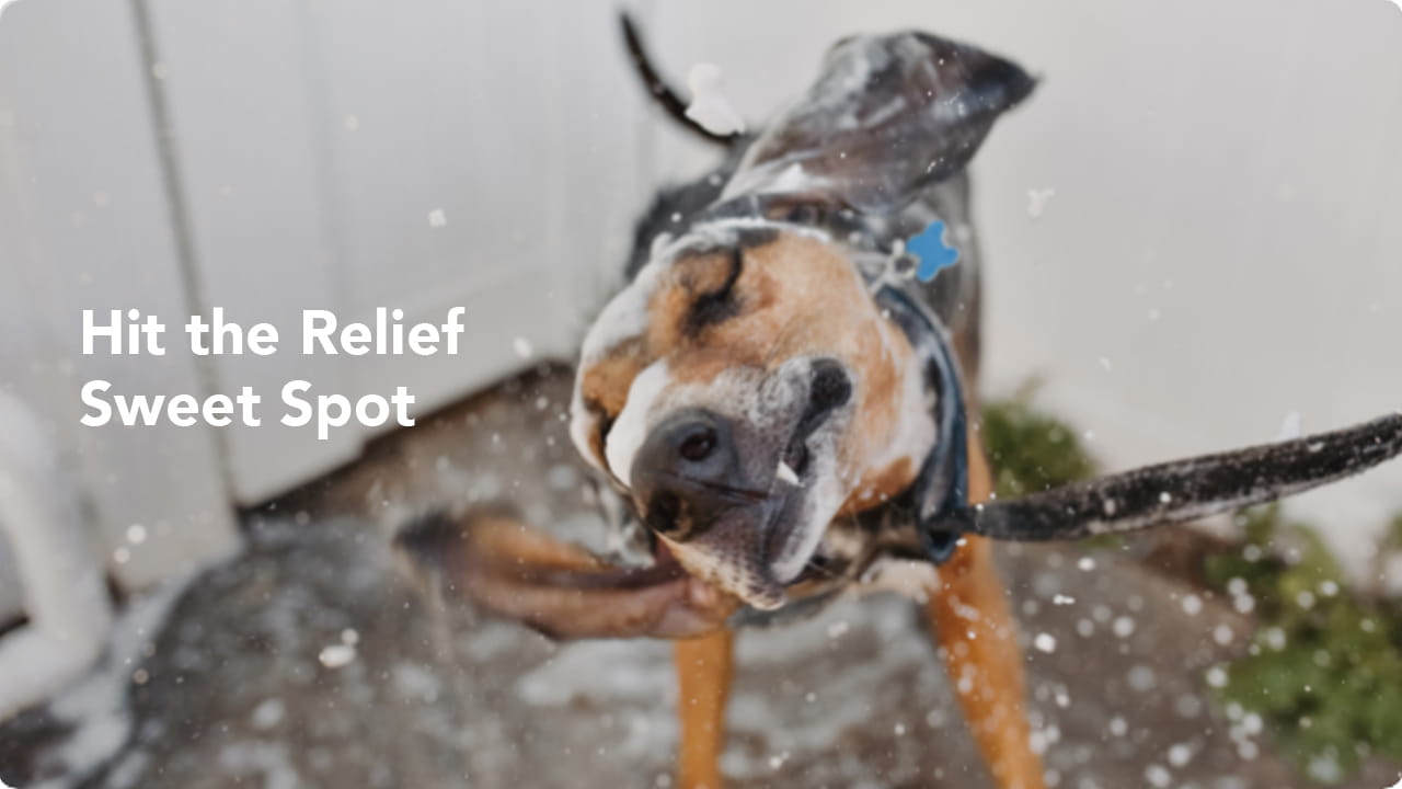 Parasite Prevention Tips for Dogs & Cats | VCA Animal Hospitals