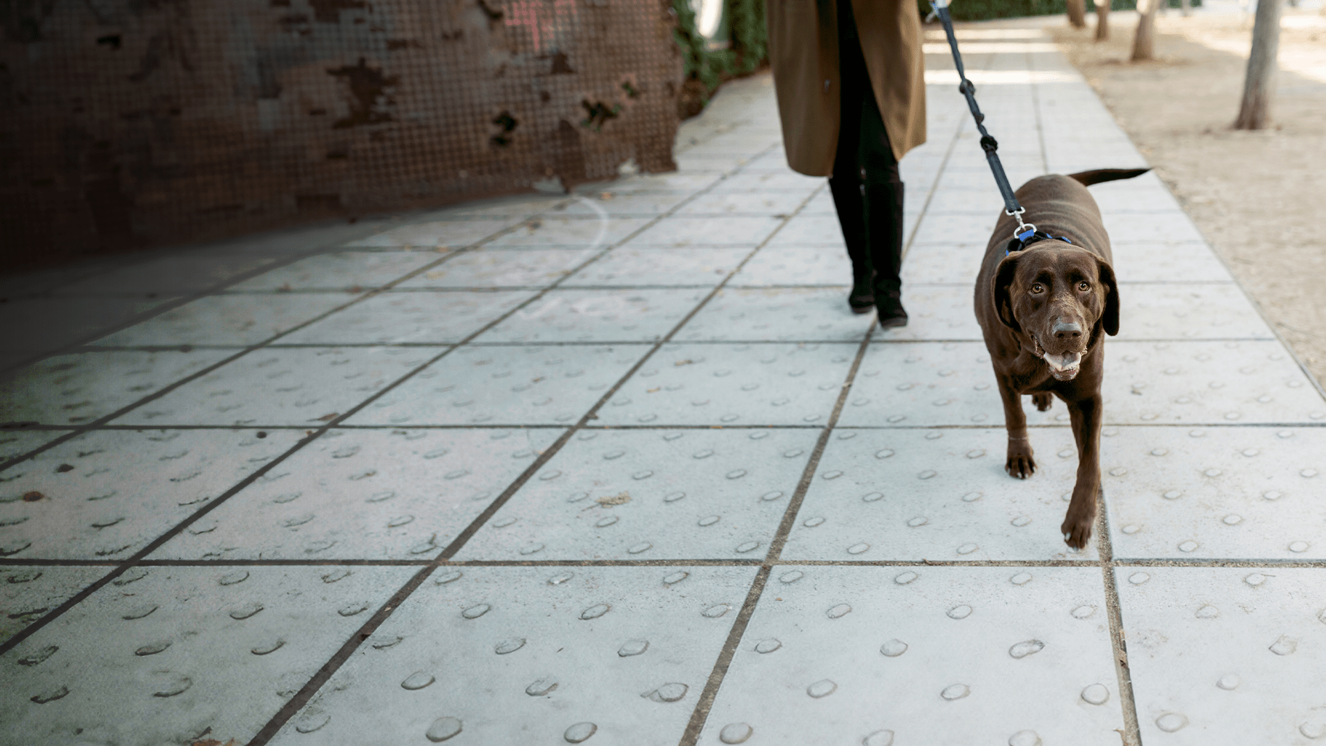 Shop myVCA | VCA Animal Hospitals