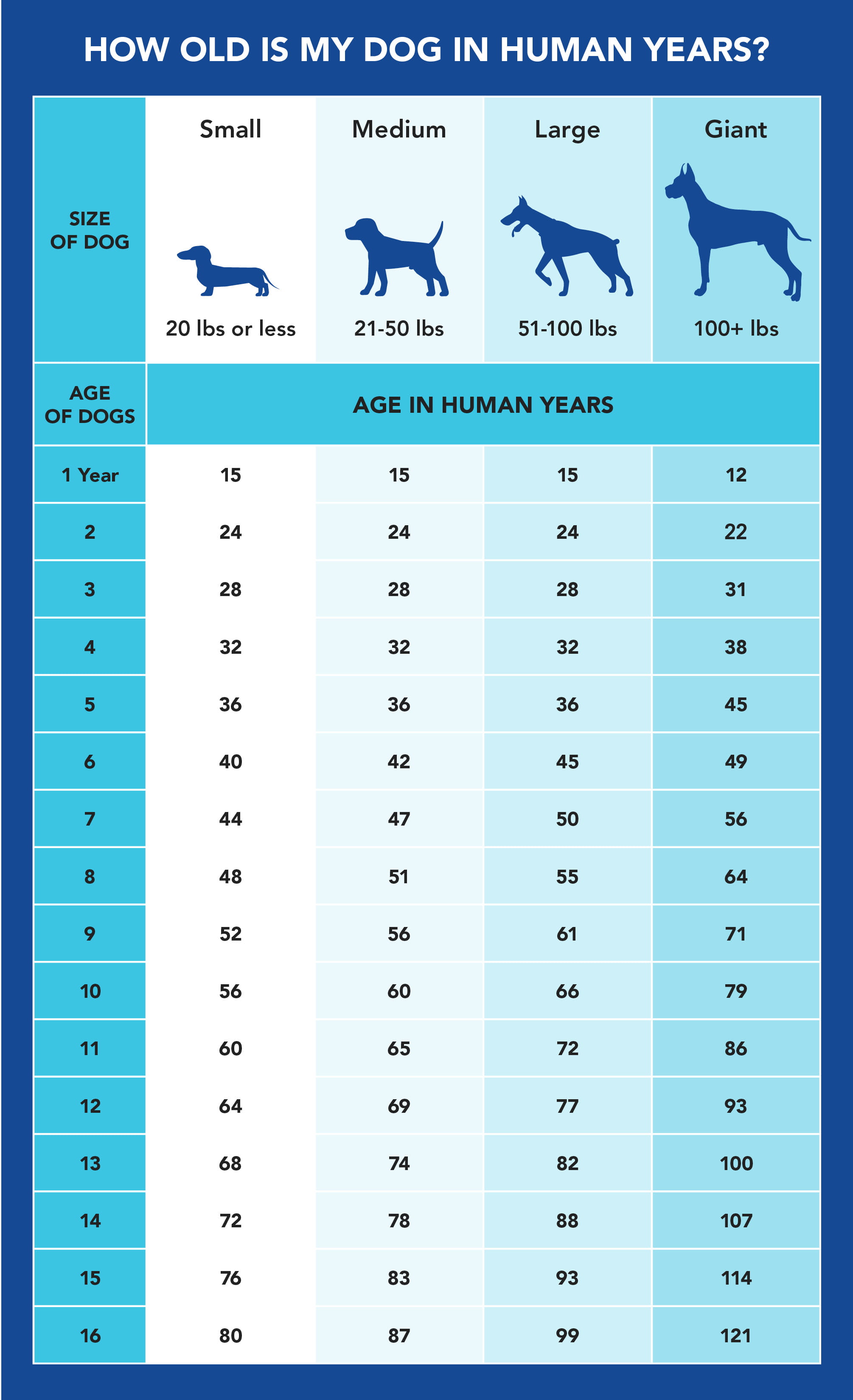 Which birthday is your dog celebrating in human years?