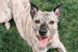 Understanding Your Dog’s Facial Expressions | VCA Animal Hospitals