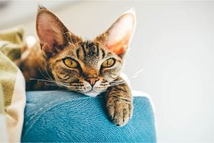 Why do cats stare at nothing?