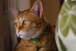 True or False? Most cats will let you know when they’re in pain. Answer ...