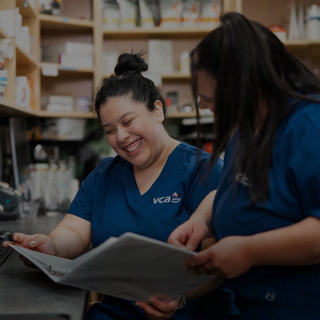 Veterinarians in Houston, TX | VCA Spring Branch Animal Hospital