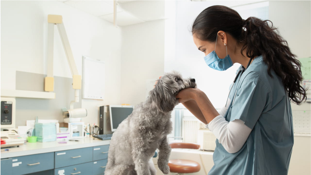 VCA Animal Hospitals Urgent Care