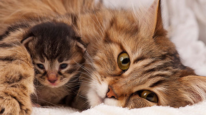 Our Hospital | VCA Dover Animal Hospital