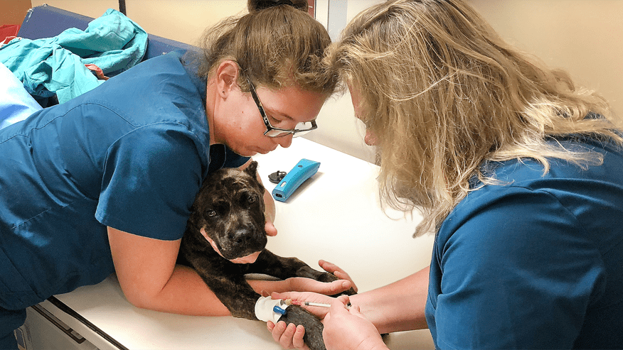 Primary Care in Pasadena, MD | VCA Calvert Veterinary Center VCA Animal ...