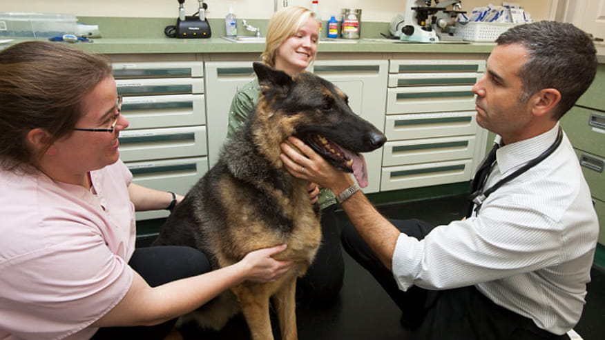 Advanced Care in Ithaca, NY | VCA Colonial Animal Hospital - Primary