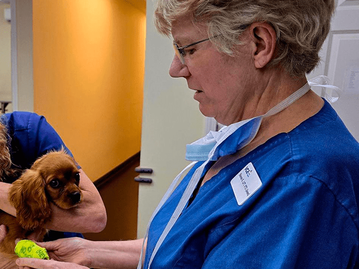 VCA Colonial Animal Hospital | Staff Page