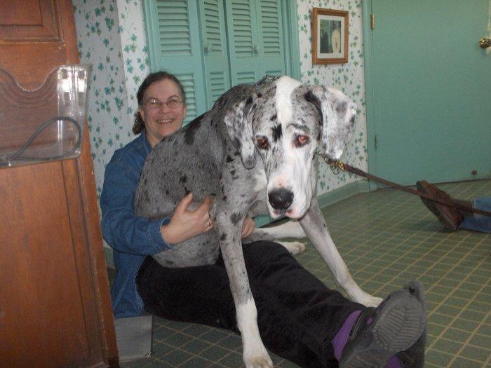 VCA Animal Healing Center | Staff Page