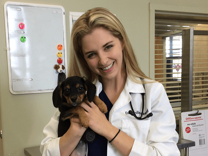 VCA Spring Animal Hospital | Staff Page