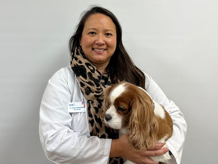 VCA SouthPaws Veterinary Specialists & Emergency Center | Staff Page