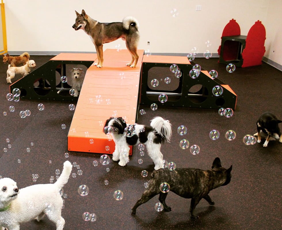 Pet Boarding & Grooming Services in Irvine, CA | VCA PetPoint Resort