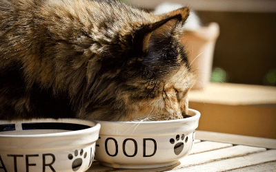 Nutritional Support for the Feline Critical Care Patient | VCA Animal ...