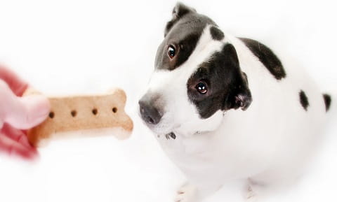 Overcoming Fears with Desensitization and Counterconditioning | VCA ...