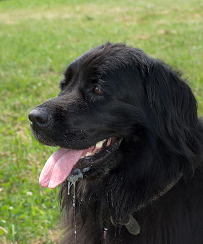 Dealing With Drooling | VCA Animal Hospitals