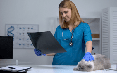 Pyelonephritis in Cats | VCA Animal Hospital