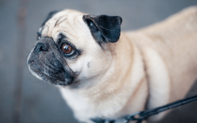 Pigmentary Keratitis | VCA Animal Hospital