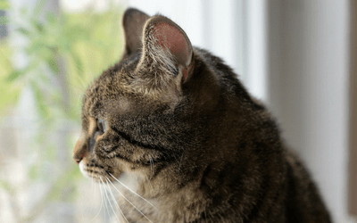 Prostatic Disease in Cats | VCA Animal Hospital