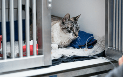 Acute Respiratory Distress Syndrome (Shock Lung) in Cats | VCA Animal ...