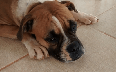 Minocycline | VCA Animal Hospital