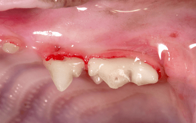 Fractured Teeth in Cats | VCA Animal Hospital