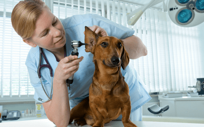 Fluoroquinolones - Otic | VCA Animal Hospitals