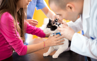 Gentamicin - Otic | VCA Animal Hospitals