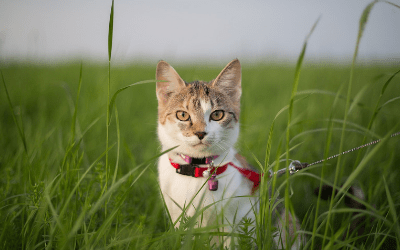 RAST Testing in Cats | VCA Animal Hospital