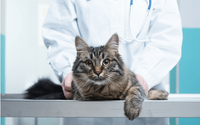 Leaky Gut Syndrome in Cats | VCA Animal Hospital