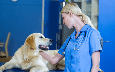 Surgical Pins and Plates in Dogs | VCA Animal Hospital