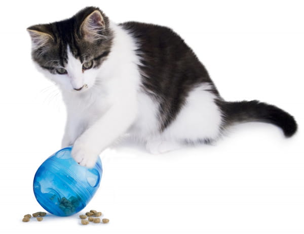 Cat Behavior And Training Enrichment For Indoor Cats Cat Behavior and ...