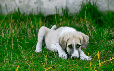 Baylisascaris in Dogs | VCA Animal Hospital