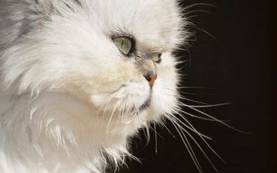Seborrhea in Cats | VCA Animal Hospital