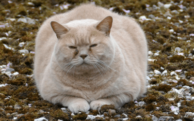 Degenerative Joint Disease in Cats | VCA Animal Hospitals