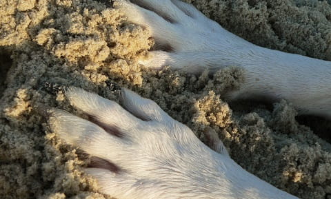 Squamous Cell Carcinoma Dog Paw