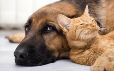 Propranolol | VCA Animal Hospital