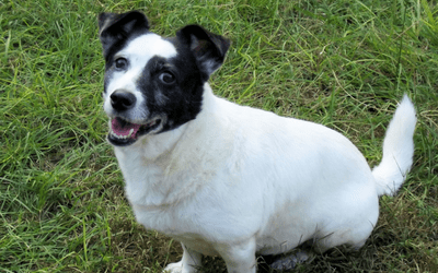 Overweight Obesity and Pain in Dogs Overview | VCA Animal Hospital