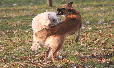 Dog Behavior Problems - Aggression - Unfamiliar Dogs - Treatment | VCA ...