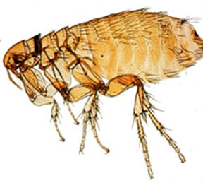 Fleas in Rabbits | VCA Animal Hospitals