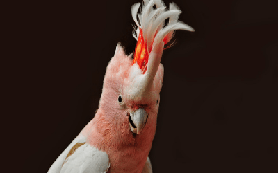 Cockatoos - General Information | VCA Animal Hospitals