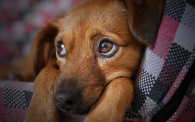 Pain Management for Dogs | VCA Animal Hospital