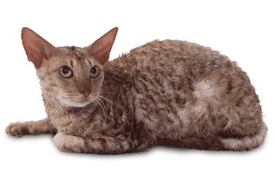 Cornish Rex | VCA Animal Hospitals
