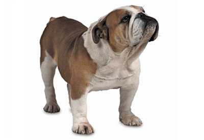 Bulldog | VCA Animal Hospitals